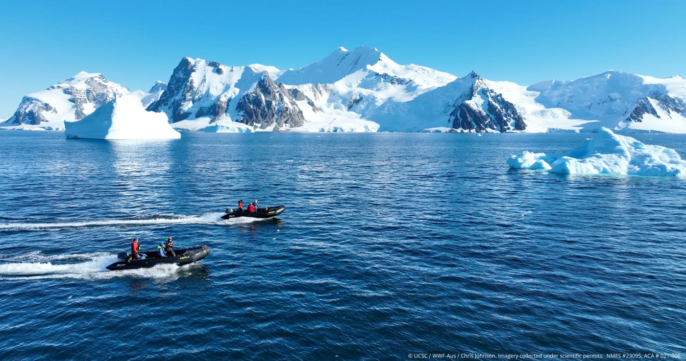 In Photos: Protecting Antarctica’s giants - WWF-Australia | In photos: Protecting Antarctica’s ...