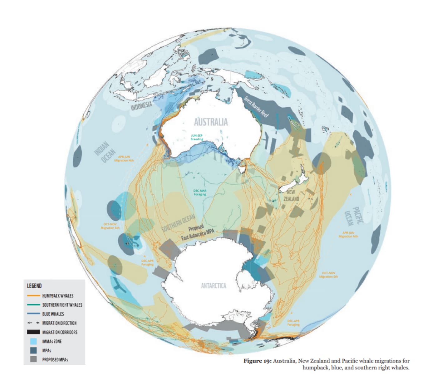 Whale superhighways - WWF-Australia | An Antarctic Safe Haven | WWF ...