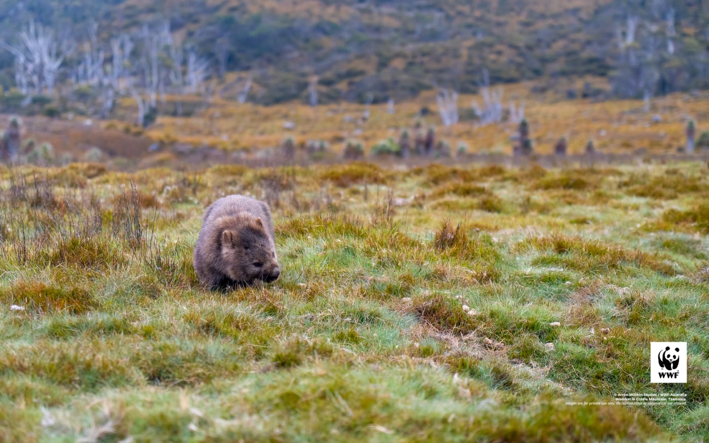 Everything You Need To Know About Wombats: Facts, Habitat and ...