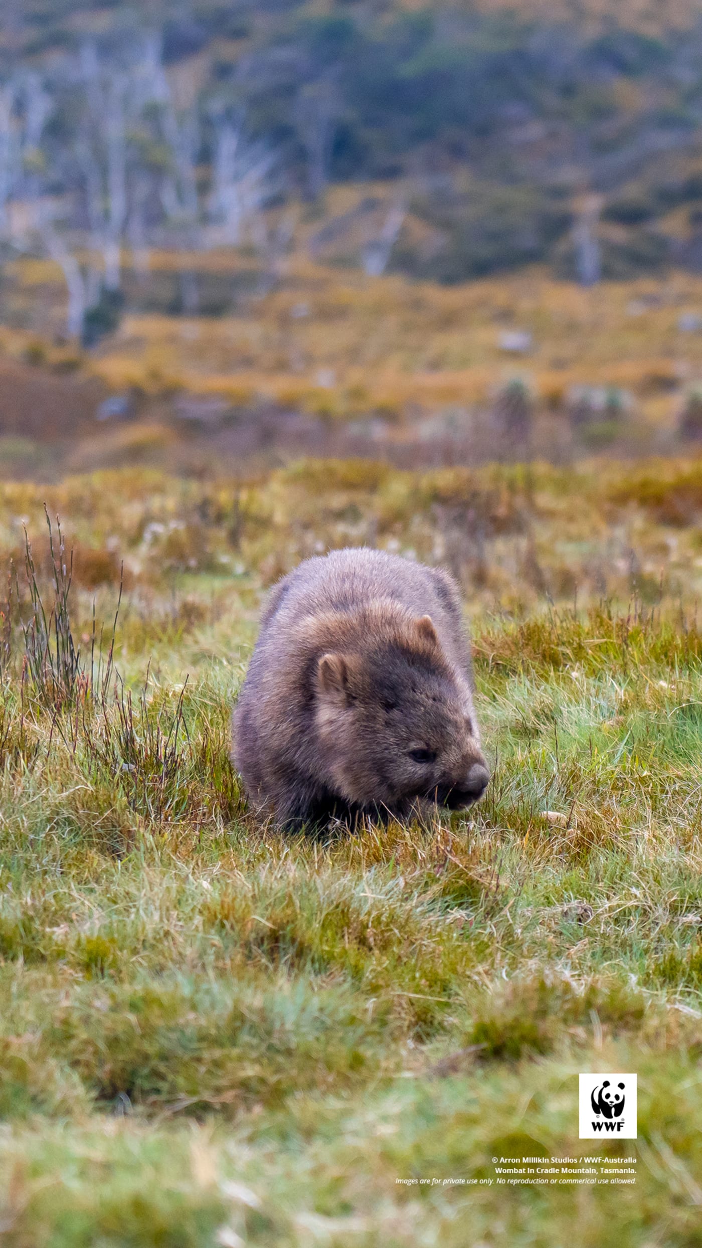 Everything You Need To Know About Wombats: Facts, Habitat and ...