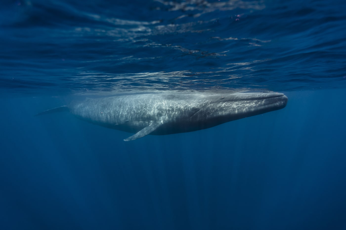 Whale superhighways - WWF-Australia | An Antarctic Safe Haven | WWF ...