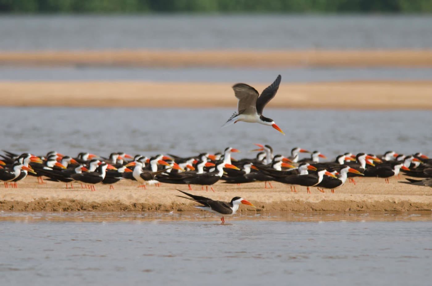 The bird that ploughs the water | WWF-Australia | The bird that ploughs ...