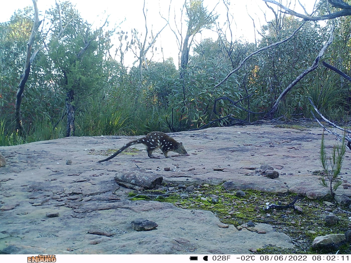 Tiger Cat encounters | WWF Australia