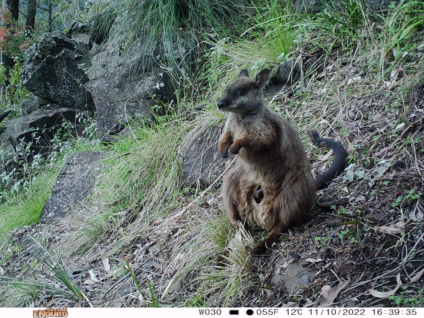 5 interesting facts about brush-tailed rock-wallabies - WWF-Australia ...