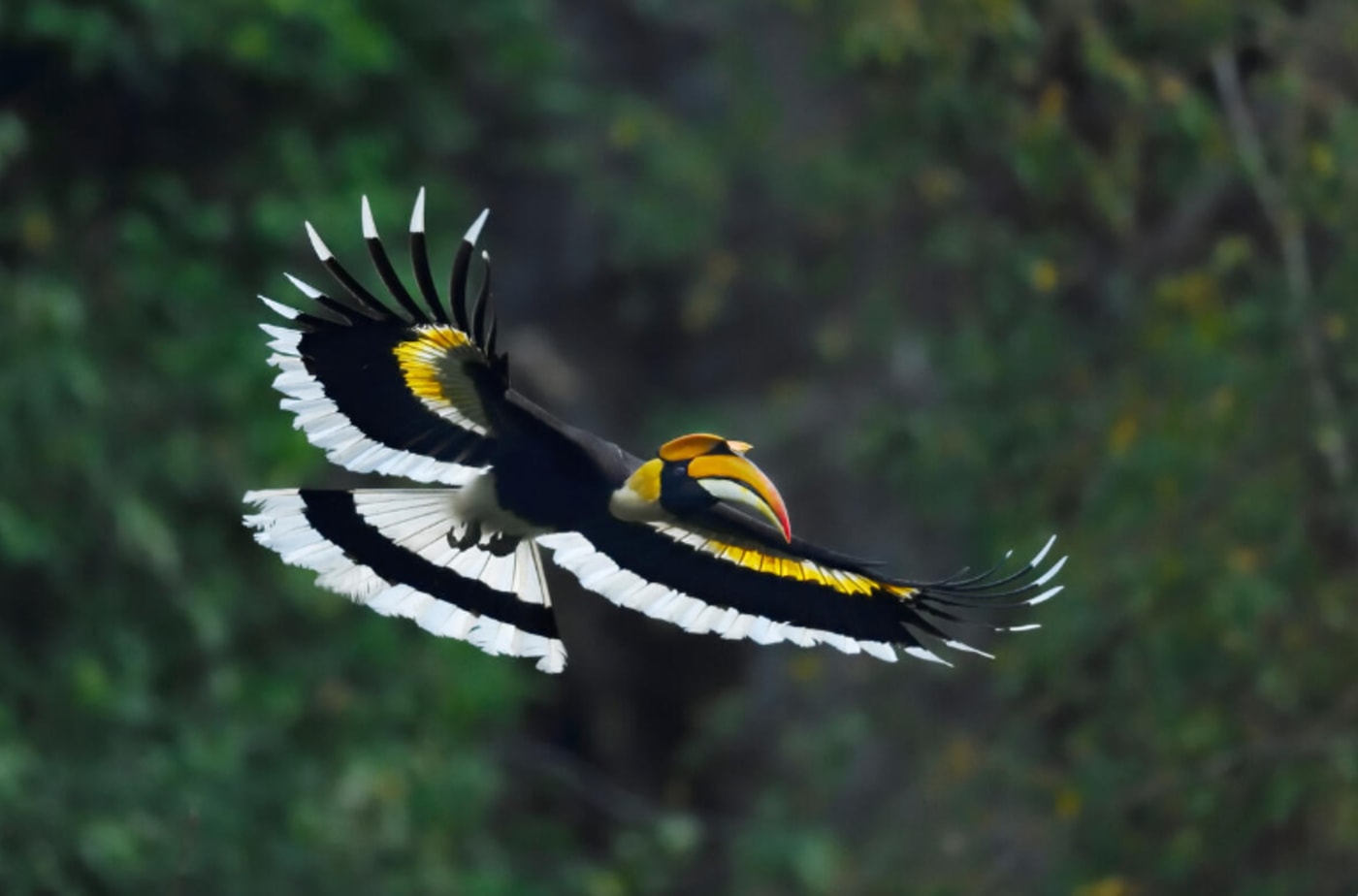 Exploring Malaysia's Highland Rainforest: A Quest for the Great ...