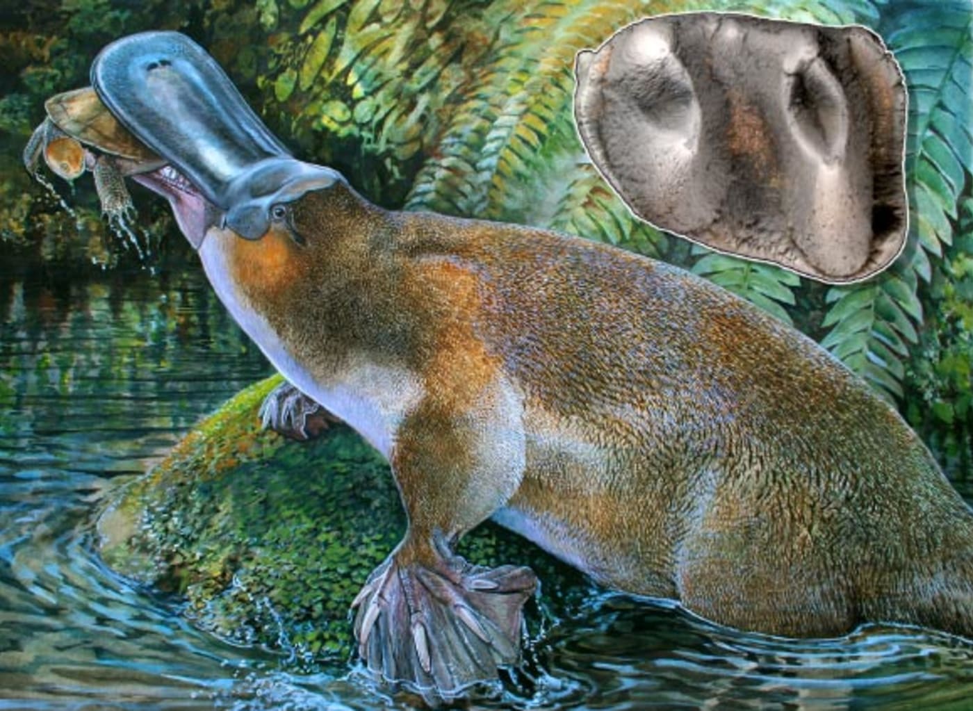 The Platypus: A Mascot of the Misfits with deep cultural significance ...