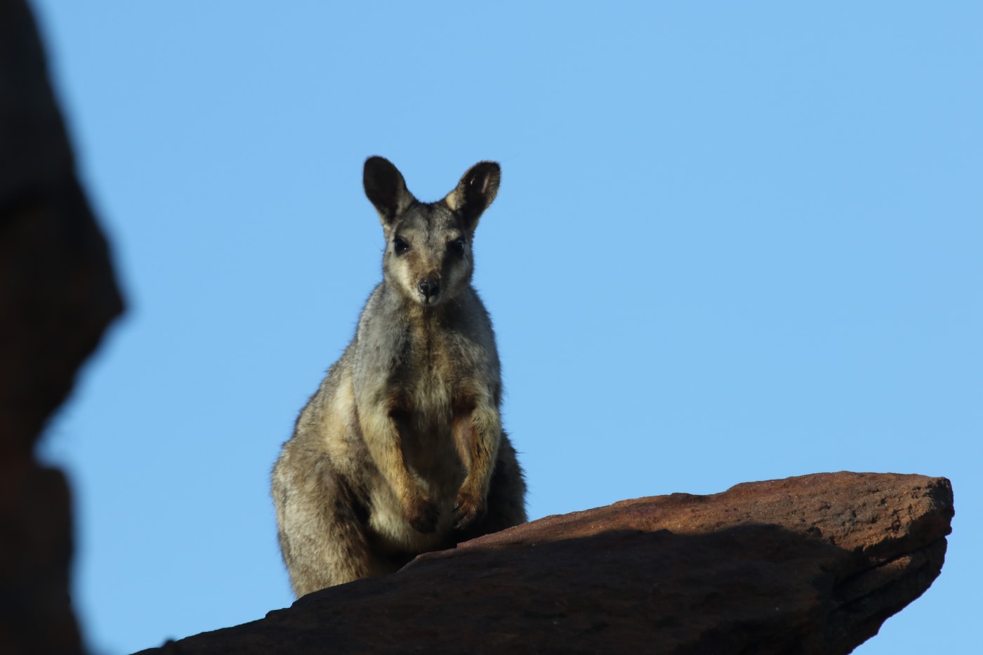 Indigenous rangers trial drones to track rare rock-wallaby | Indigenous ...
