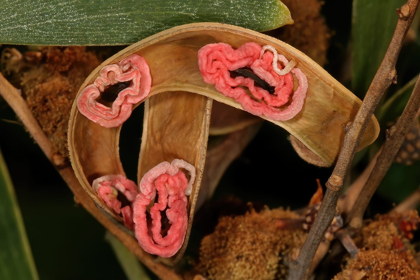 5 culturally-significant trees used in Aboriginal and Torres Strait ...
