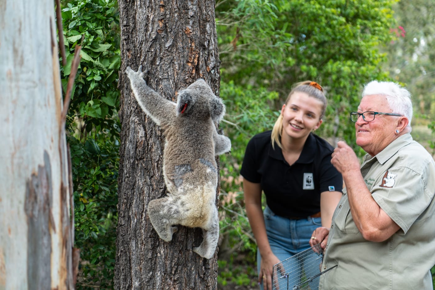 Become a Koala Champion | WWF Australia