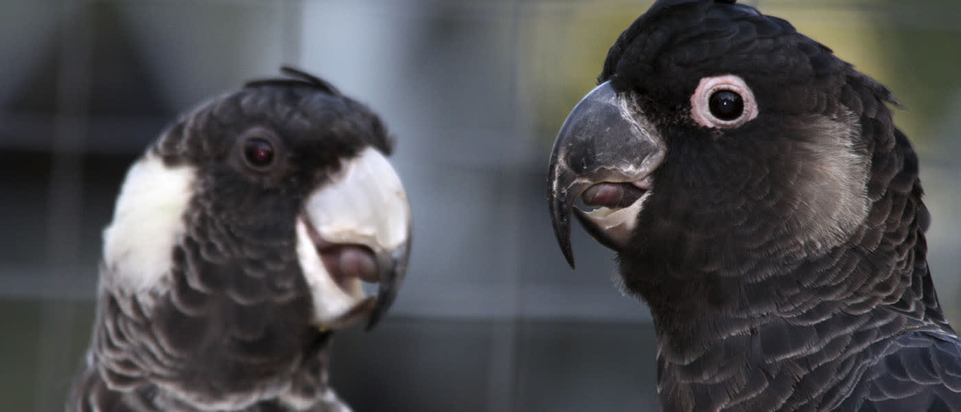 Baudin's black cockatoo | WWF Australia