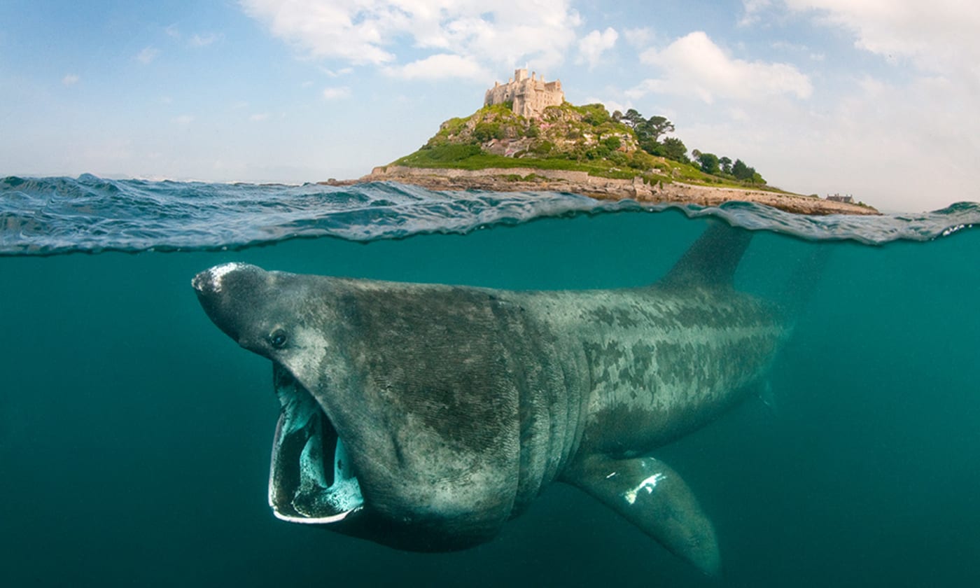 In photos: The secret world of sharks - WWF-Australia | In photos: The ...