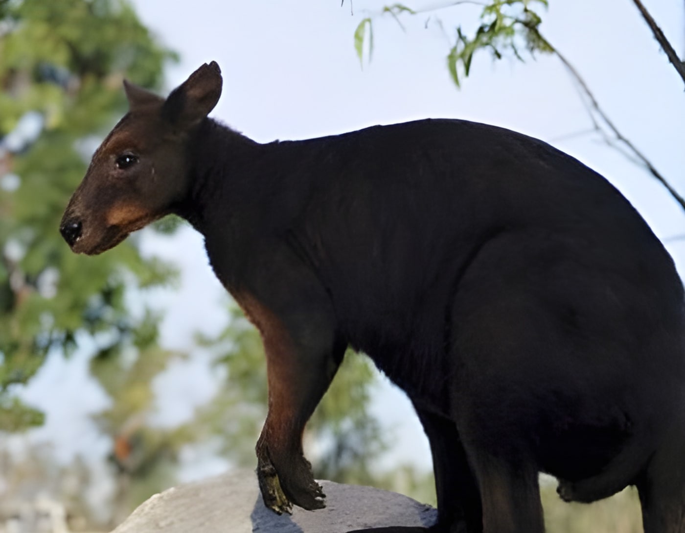 5 culturally significant wallaby species | WWF-Australia | 5 culturally ...