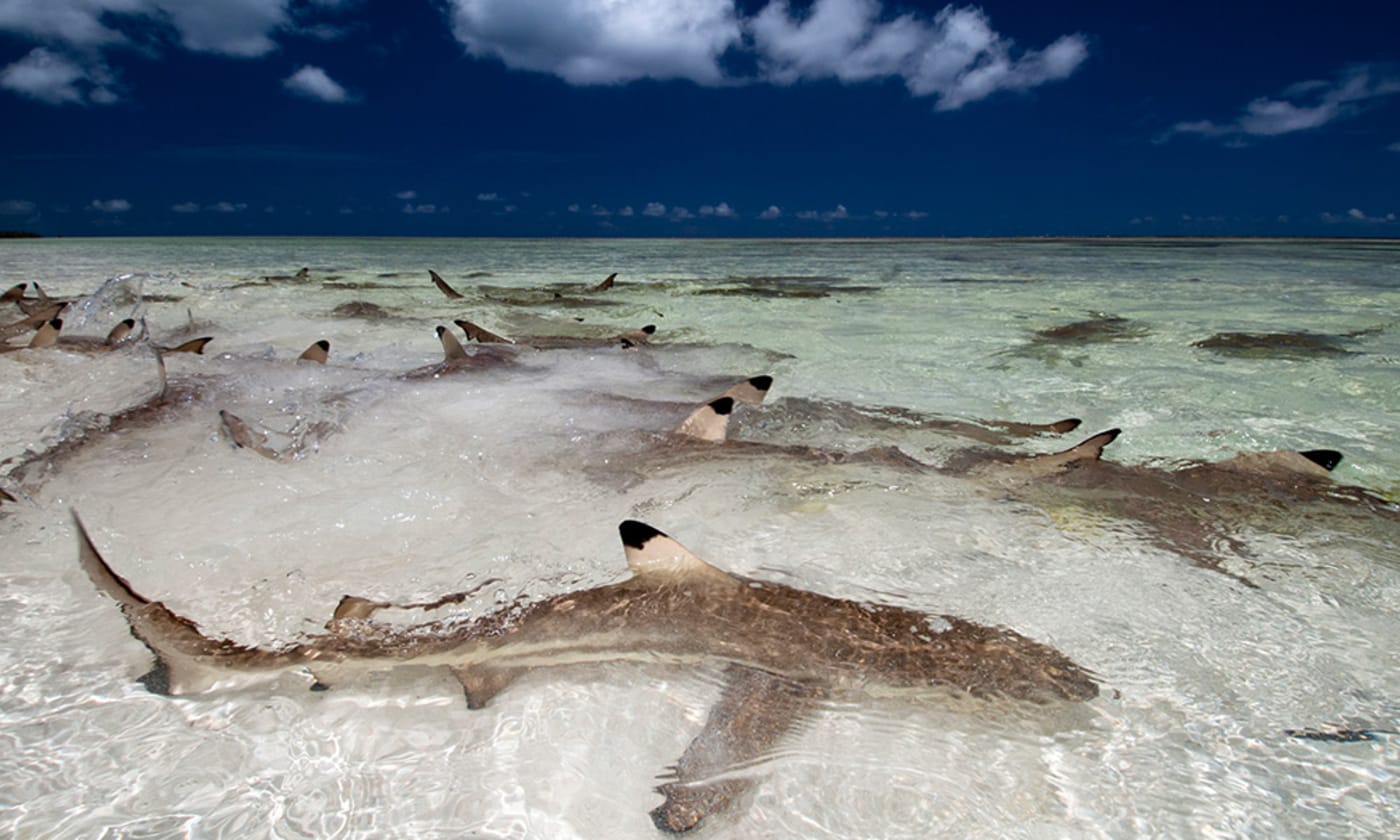 In photos: The secret world of sharks - WWF-Australia | In photos: The ...