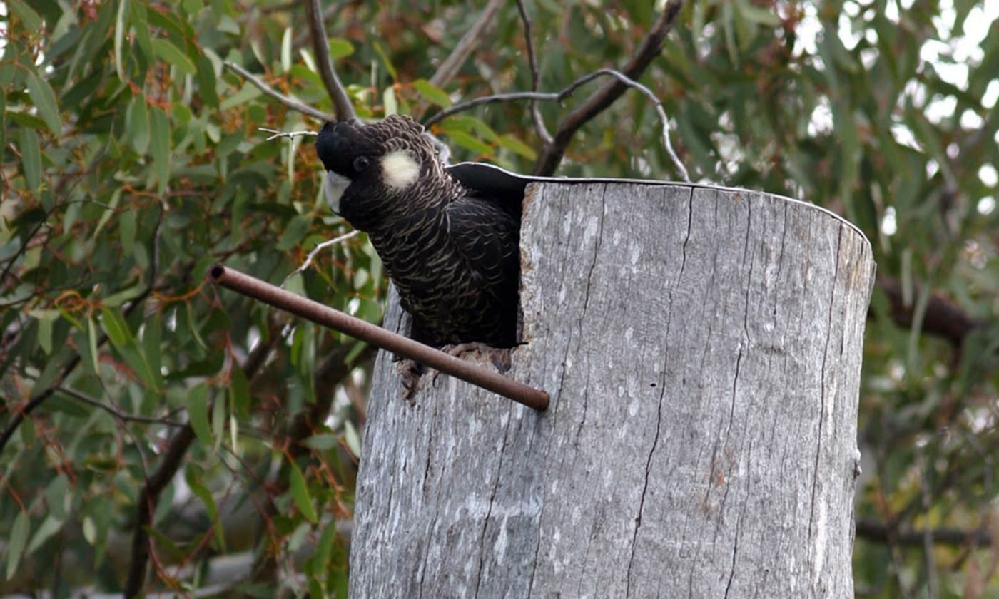 Carnaby's Black Cockatoo | WWF Australia