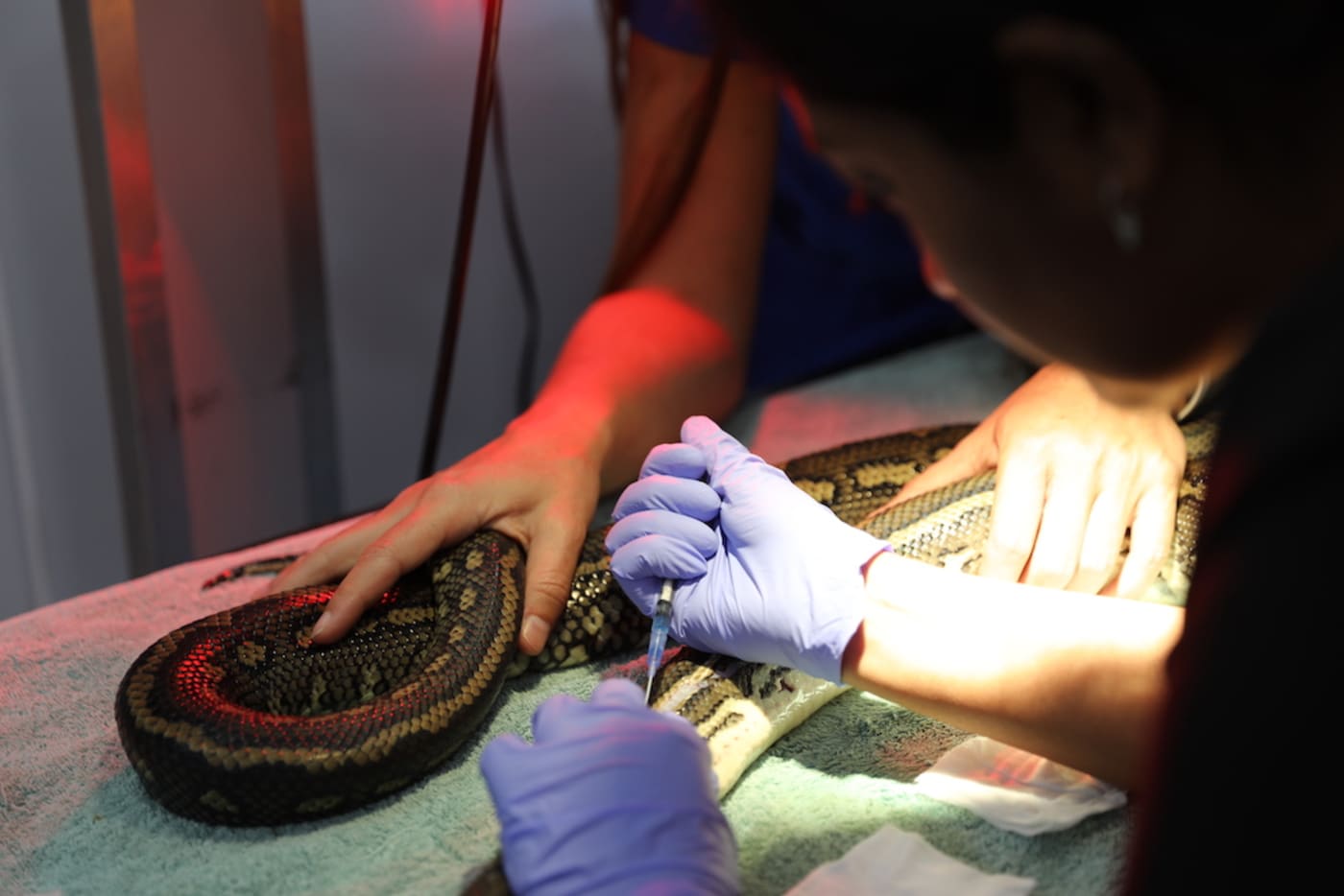 In photos: Wildlife impacted by the floods - WWF-Australia | In photos ...