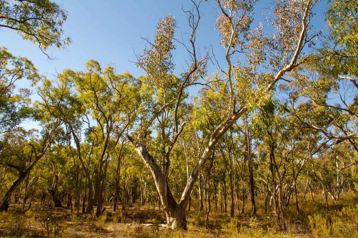A Blueprint to Regenerate Australia – WWF-Australia | A Blueprint to ...