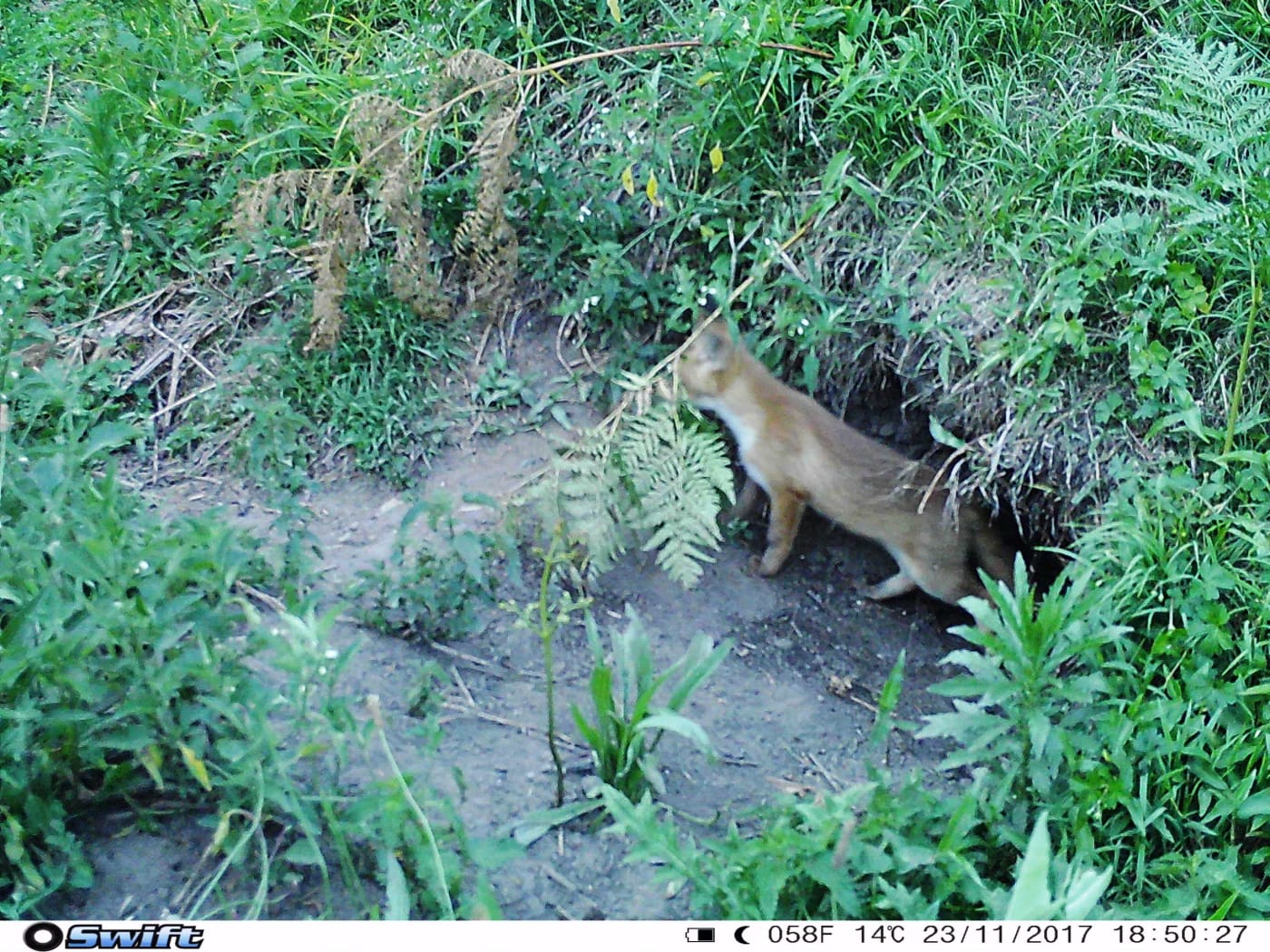 Remarkable images show a wombat sharing its burrow with a fox - WWF-Australia | Remarkable ...