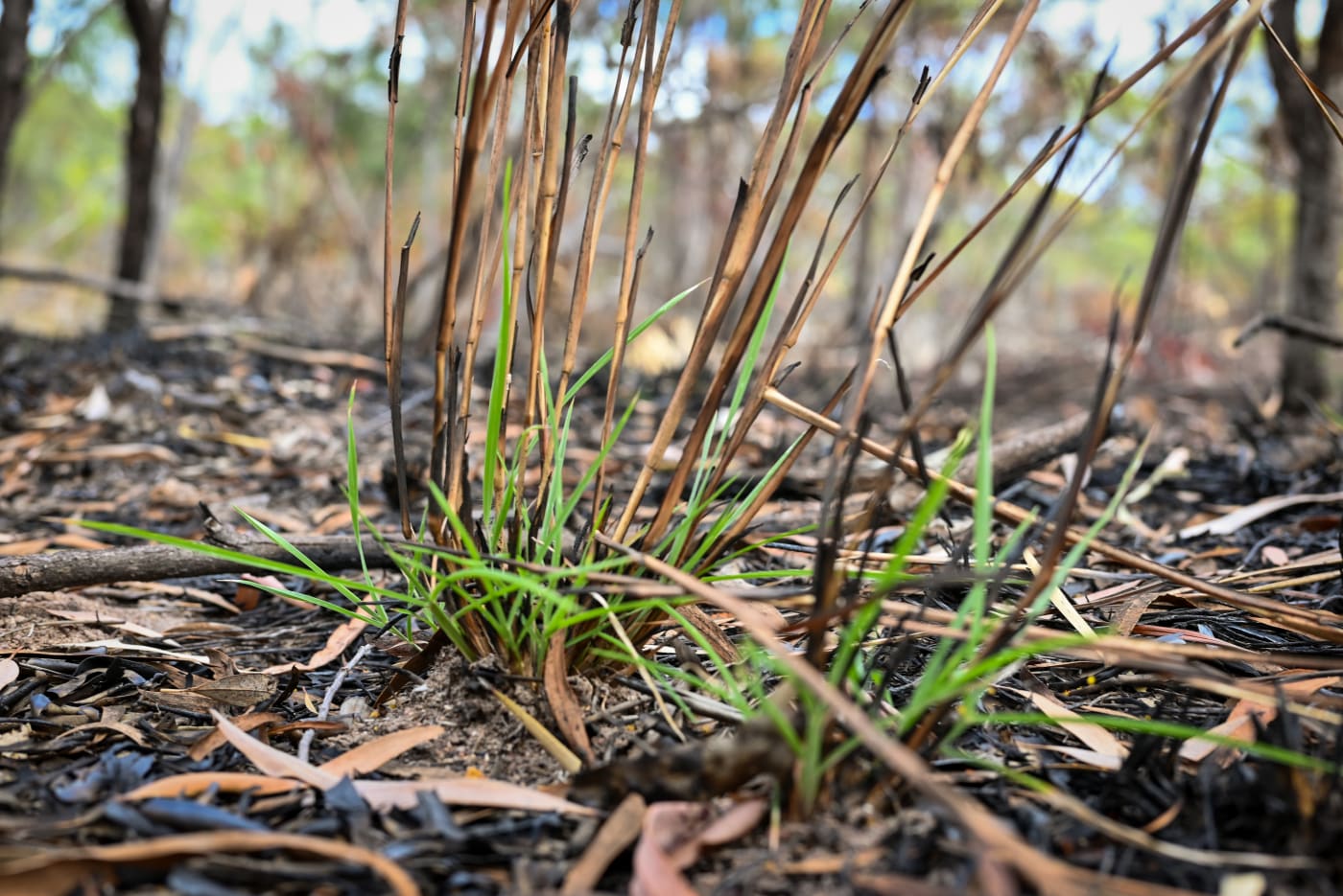 In photos: Cultural burning transforming Country and fostering ...