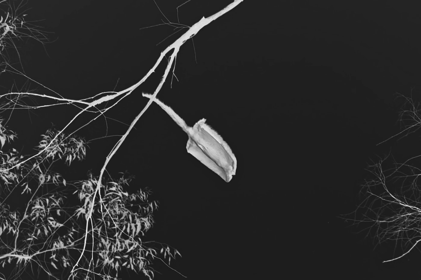 Greater glider - WWF-Australia | Greater glider | WWF Australia