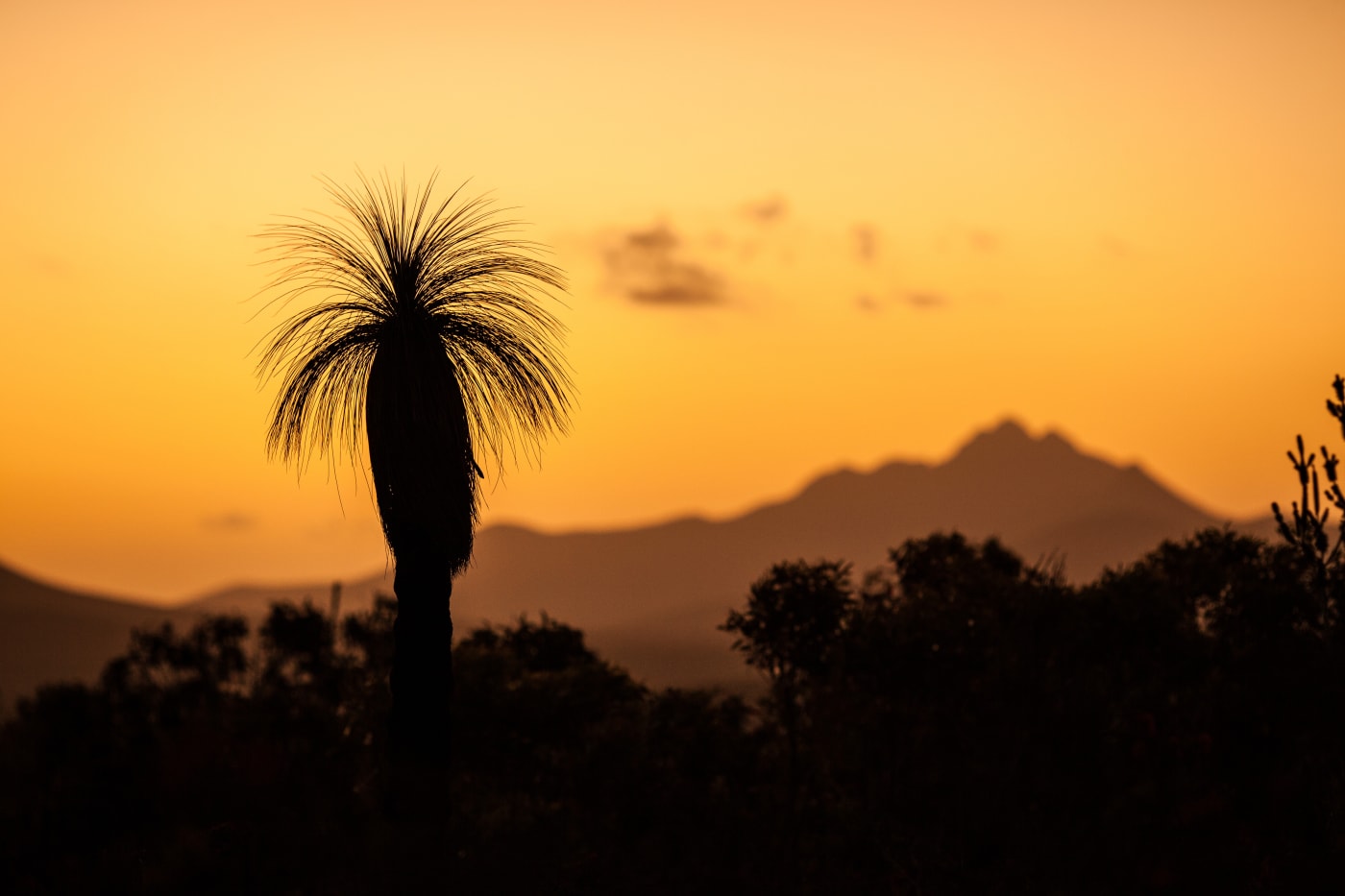 5 culturally-significant trees used in Aboriginal and Torres Strait ...