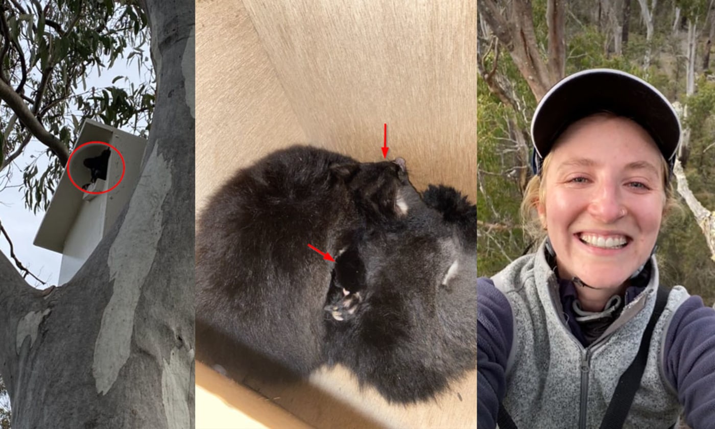 Greater glider families move into hi-tech nest boxes | Greater glider ... Greater glider families move into hi-tech nest boxes | Greater glider ...