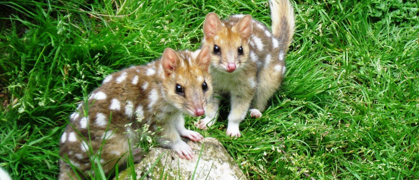 Eastern quoll | WWF Australia