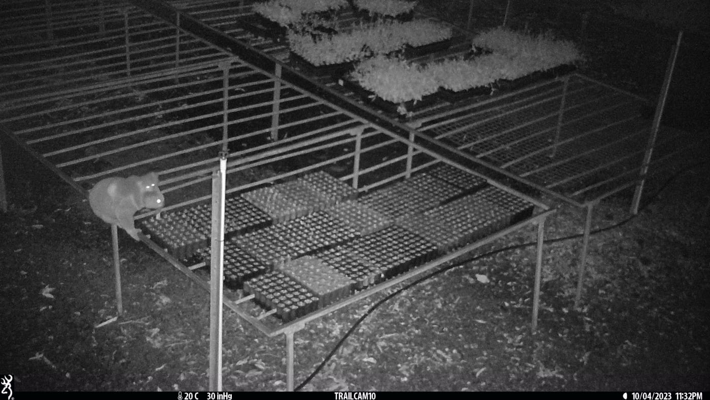 Claude introduces his partner and joey to the all-you-can-eat buffet ...