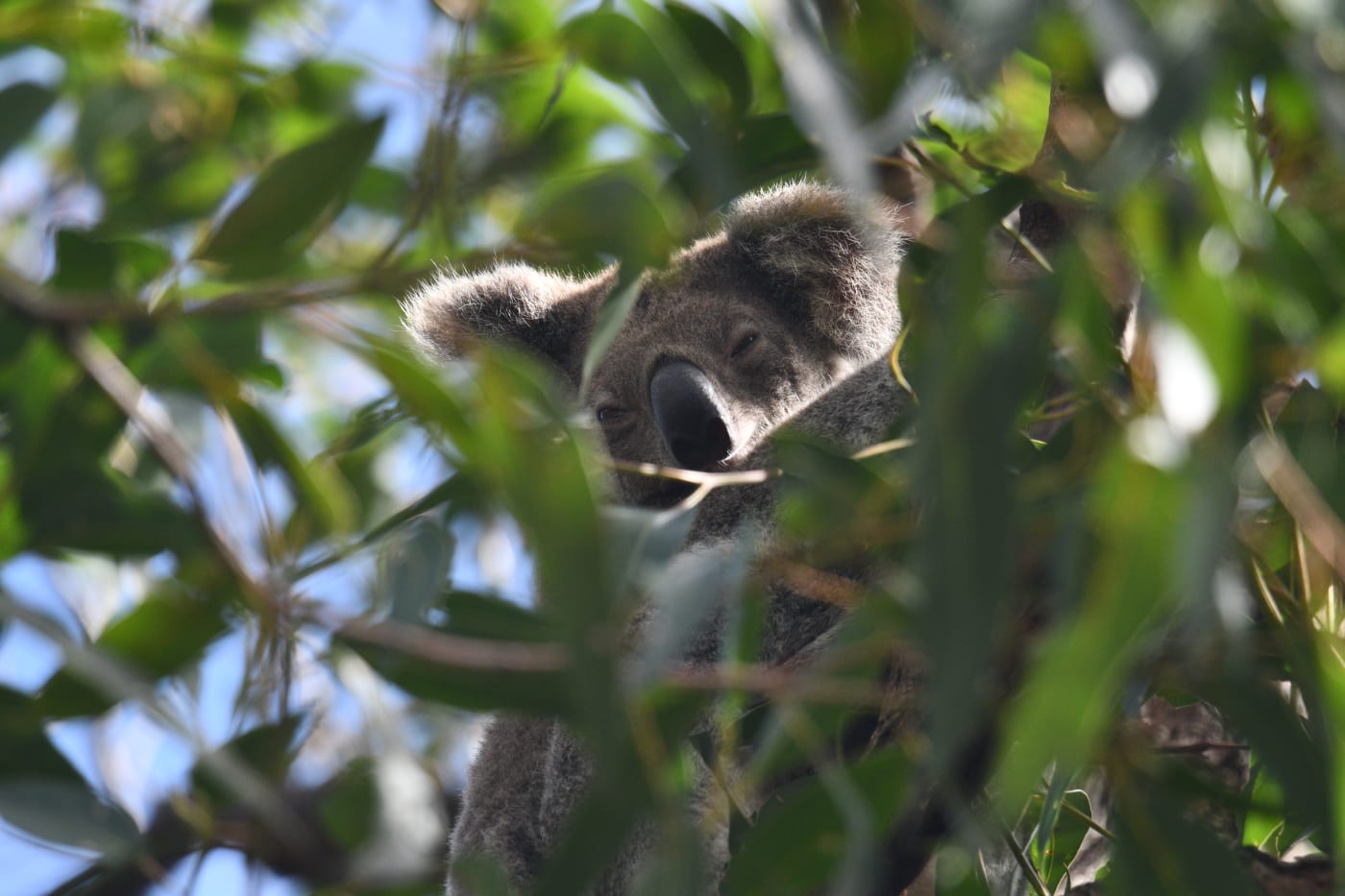 Indigenous rangers using AI and drones to fireproof Minjerribah’s ...