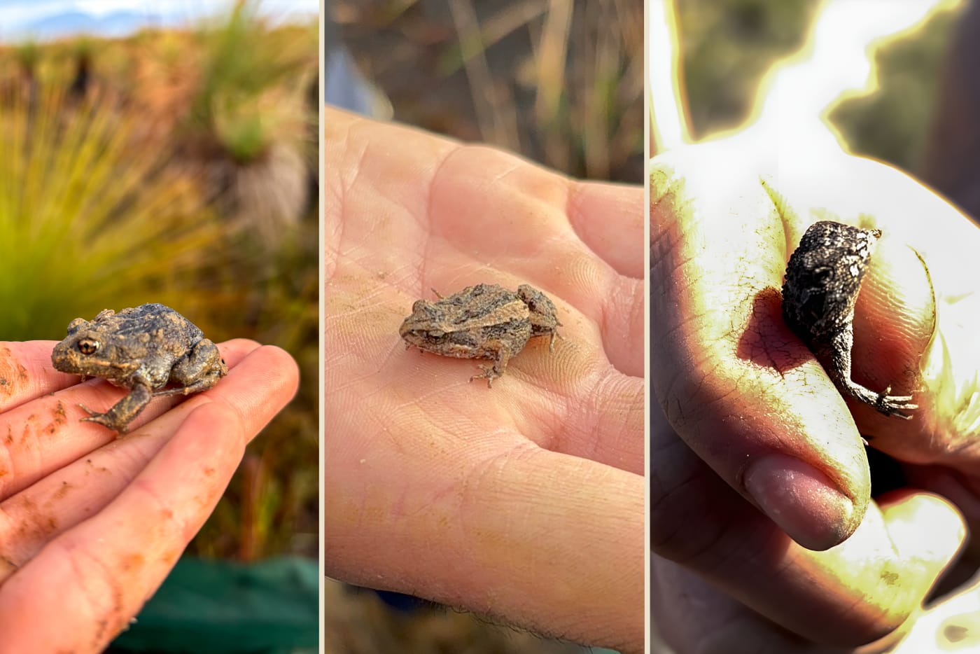 Why two frogs and a lizard indicate lungtalanana needs more help to ...