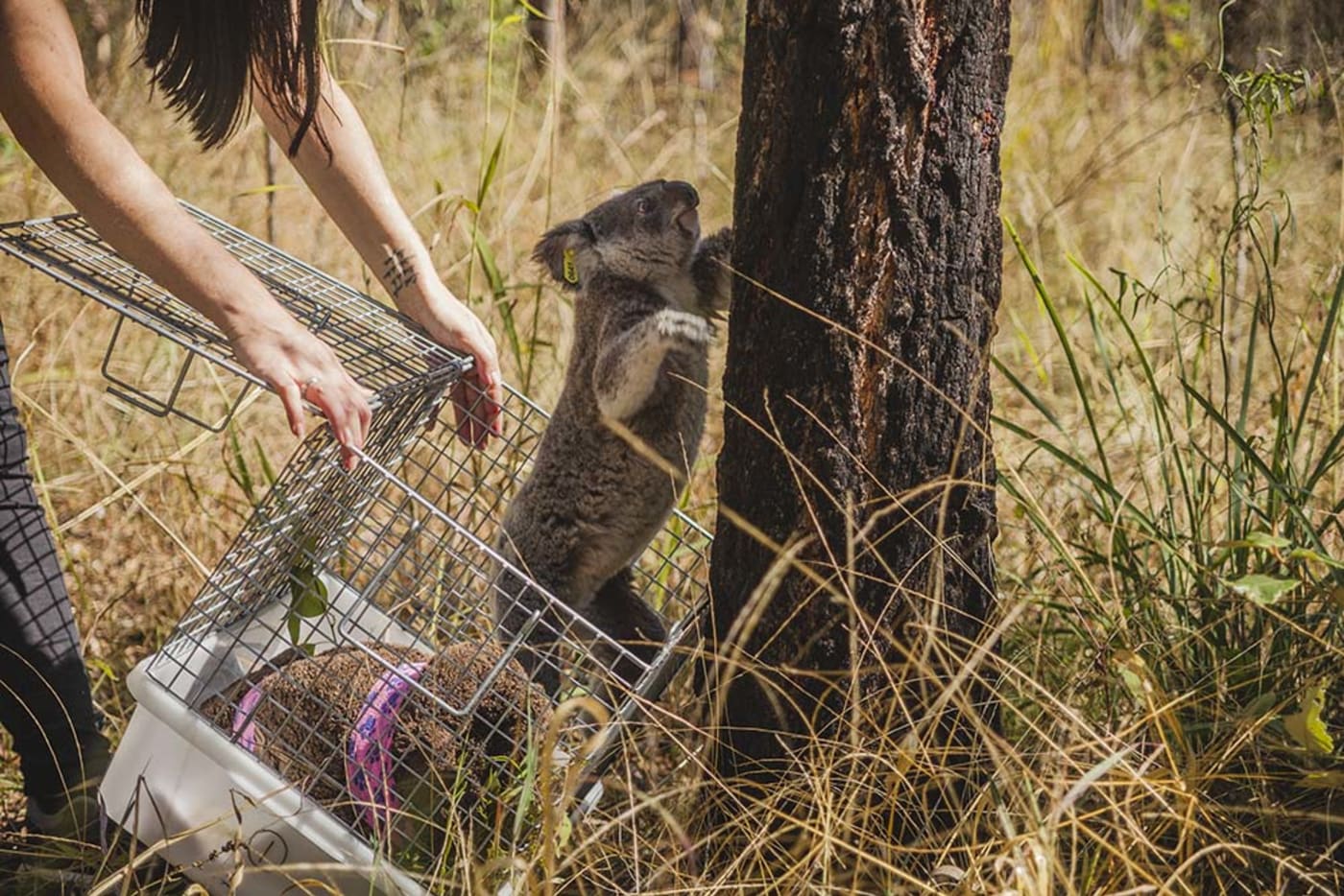 2020 Review: An unforgettable year for nature | WWF Australia