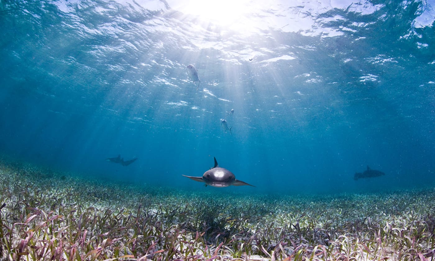 In photos: The secret world of sharks - WWF-Australia | In photos: The ...
