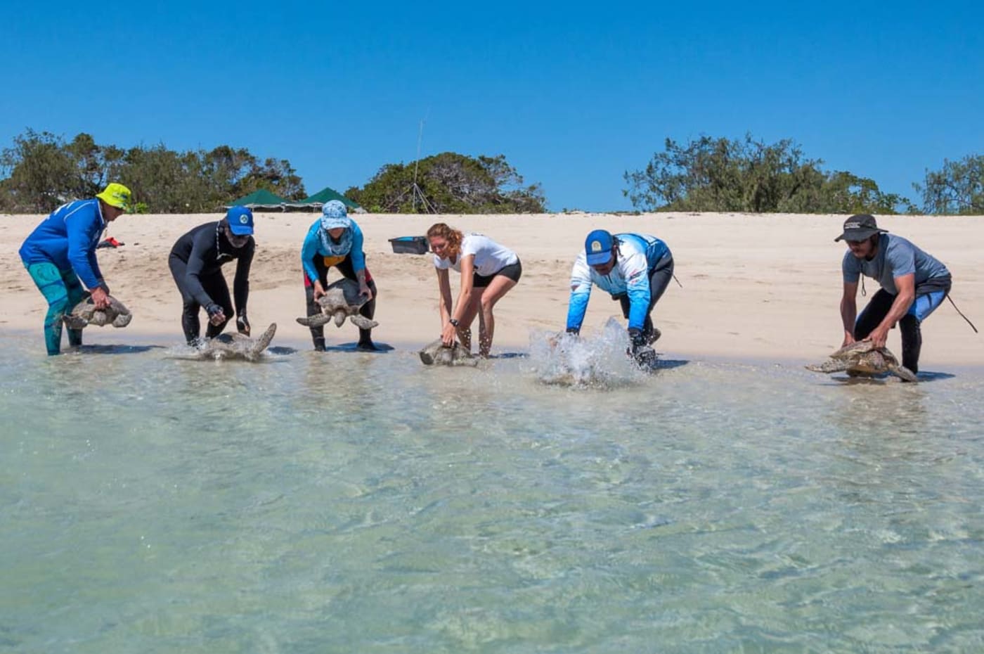 Turtle Rehab on the Great Barrier Reef - WWF-Australia | Rehab on the ...