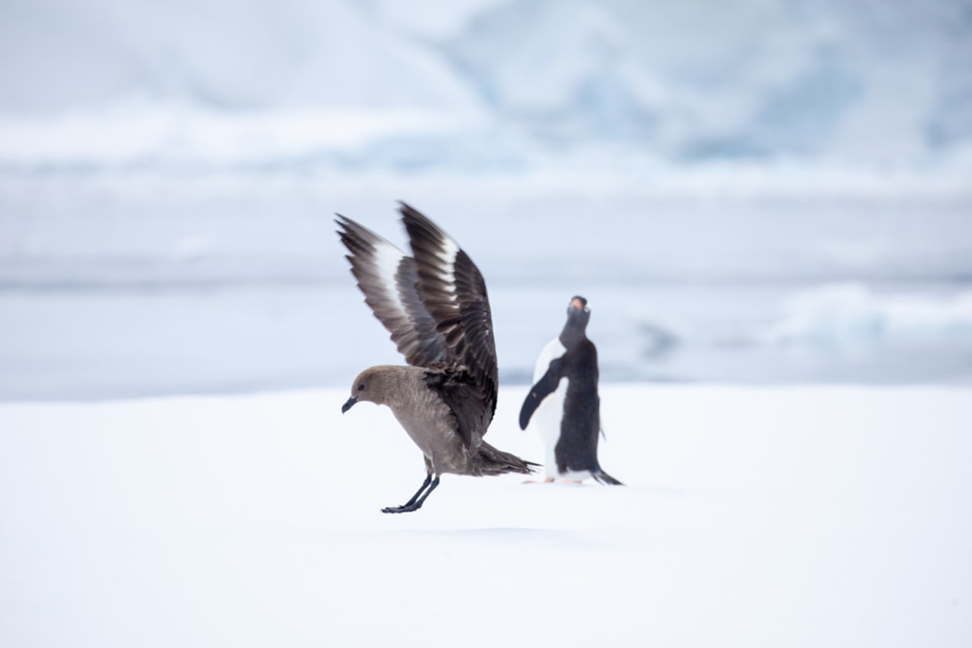 In photos: Dressed to impress - Happy Penguin Awareness Day - WWF ...