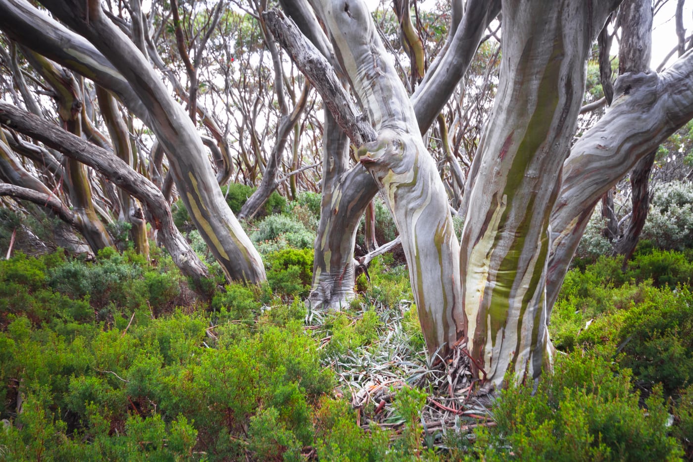 5 culturally-significant trees used in Aboriginal and Torres Strait ...