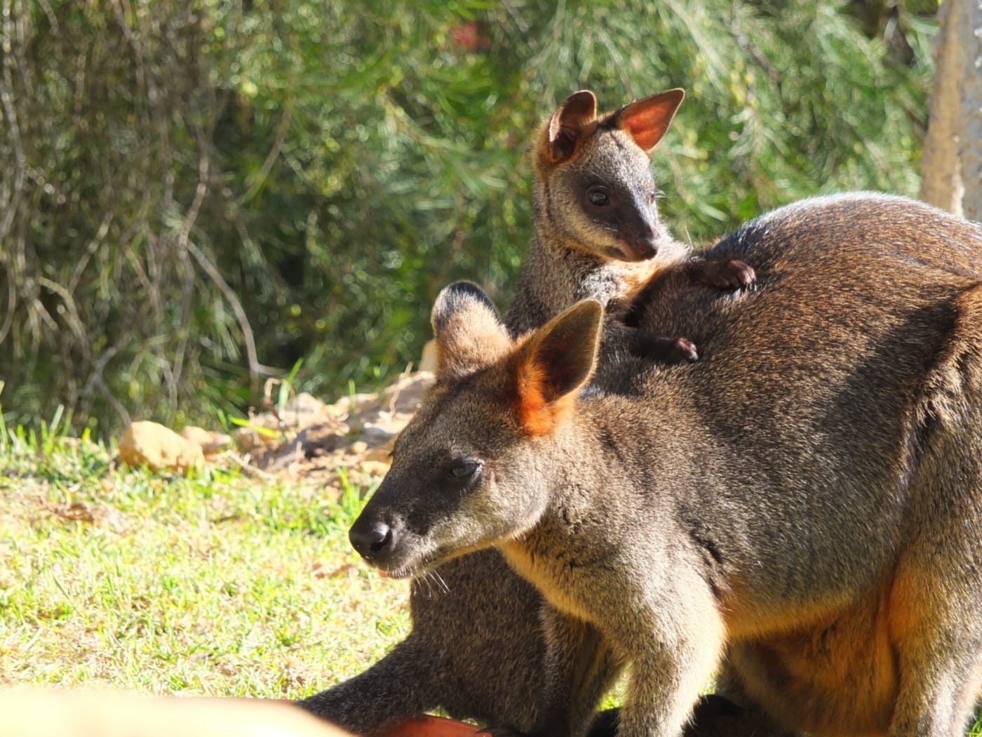 Remarkable images show a wombat sharing its burrow with a fox - WWF-Australia | Remarkable ...