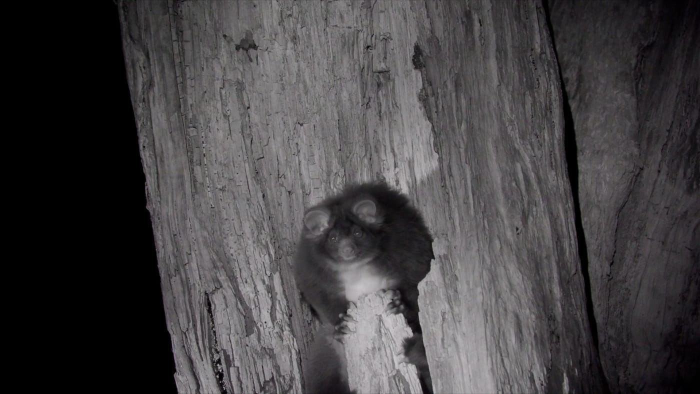 The images that expose Forestry Corp of NSW - WWF-Australia | The ...