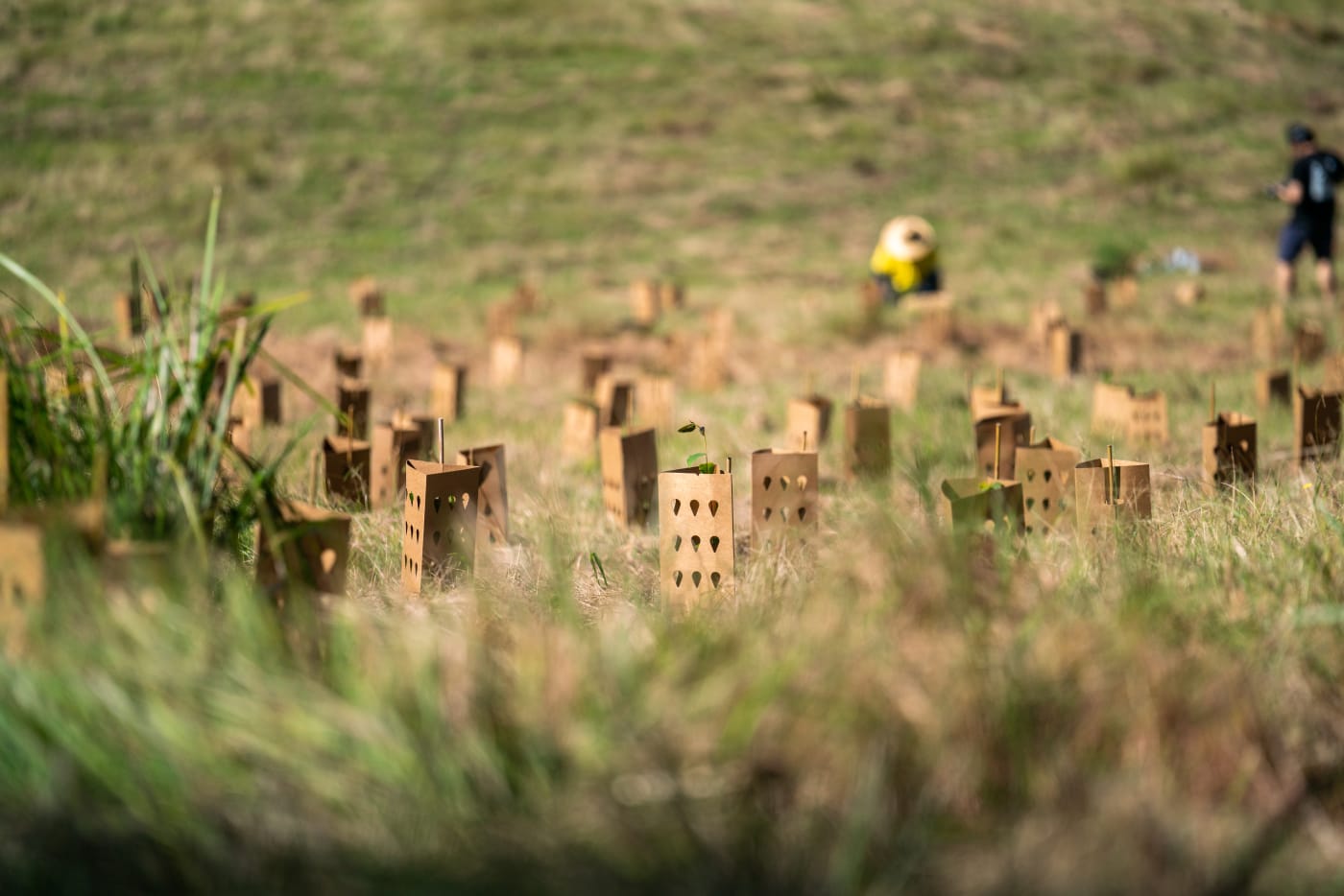 Wrapped: How you helped Regenerate Nature in 2023 | WWF Australia