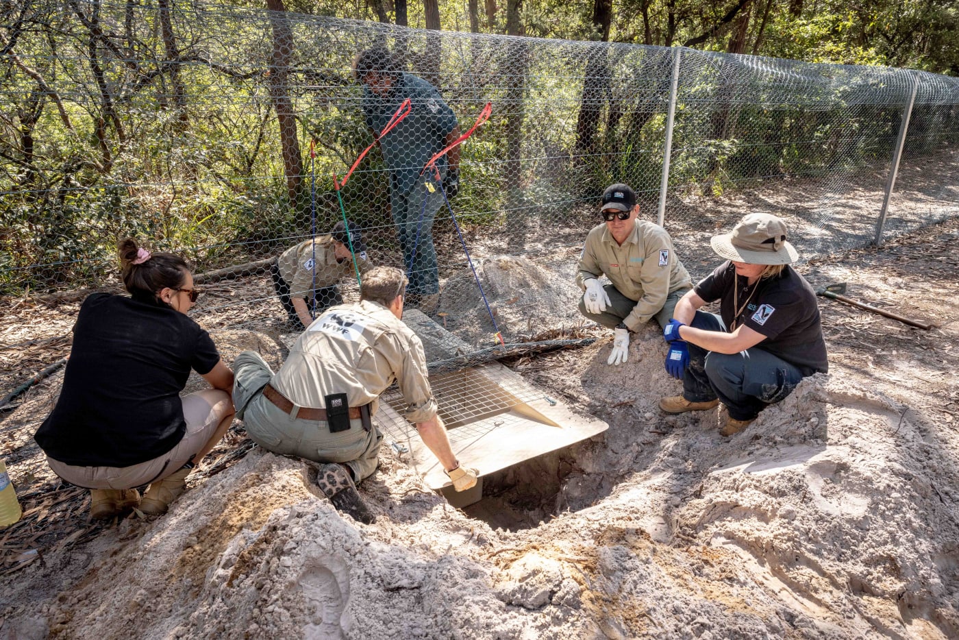 Turtle tunnels provide safe passage for migrating reptiles - WWF ...