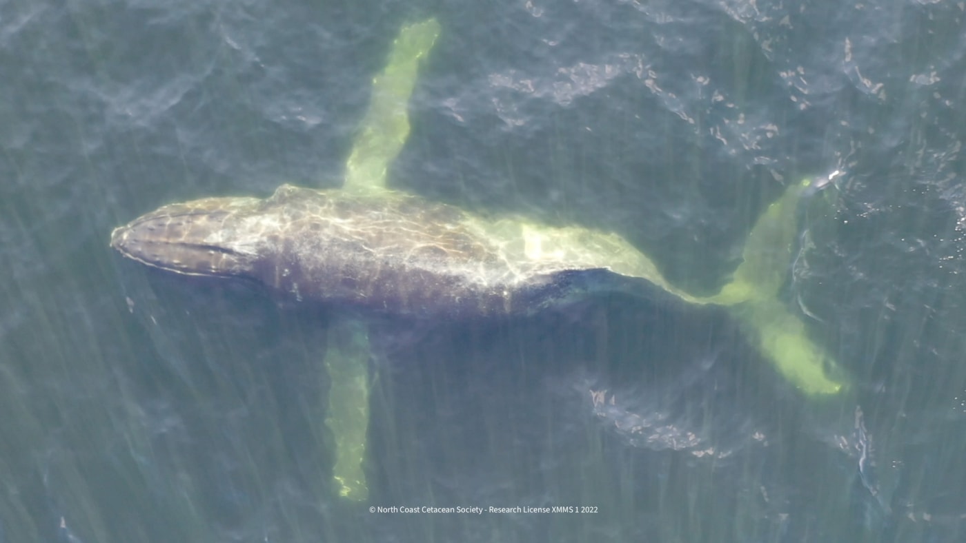 Oceans Blueprint calls for ship speed limits to protect whales - WWF ...