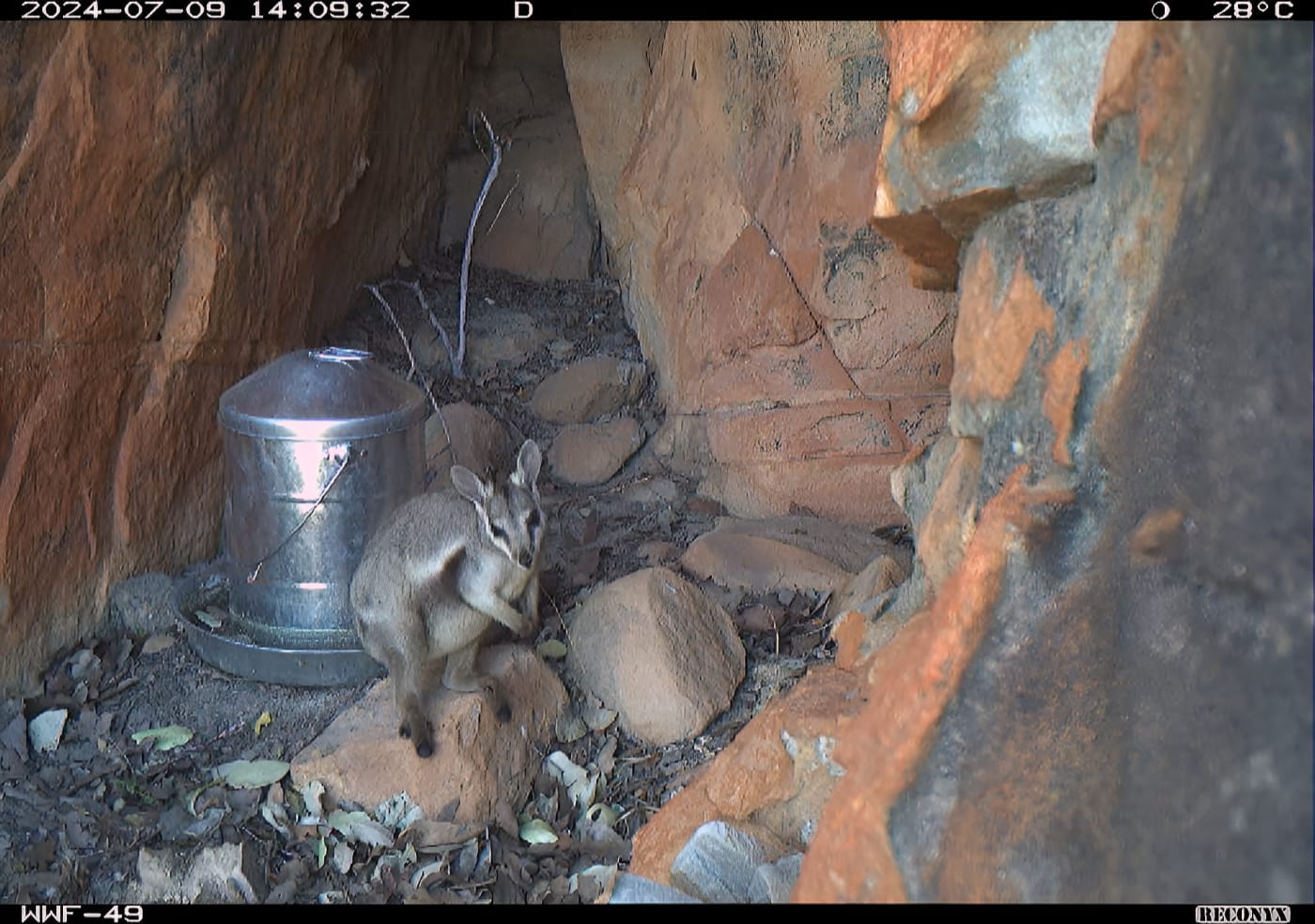 Indigenous rangers help rare rock wallabies after wildfire hits ...