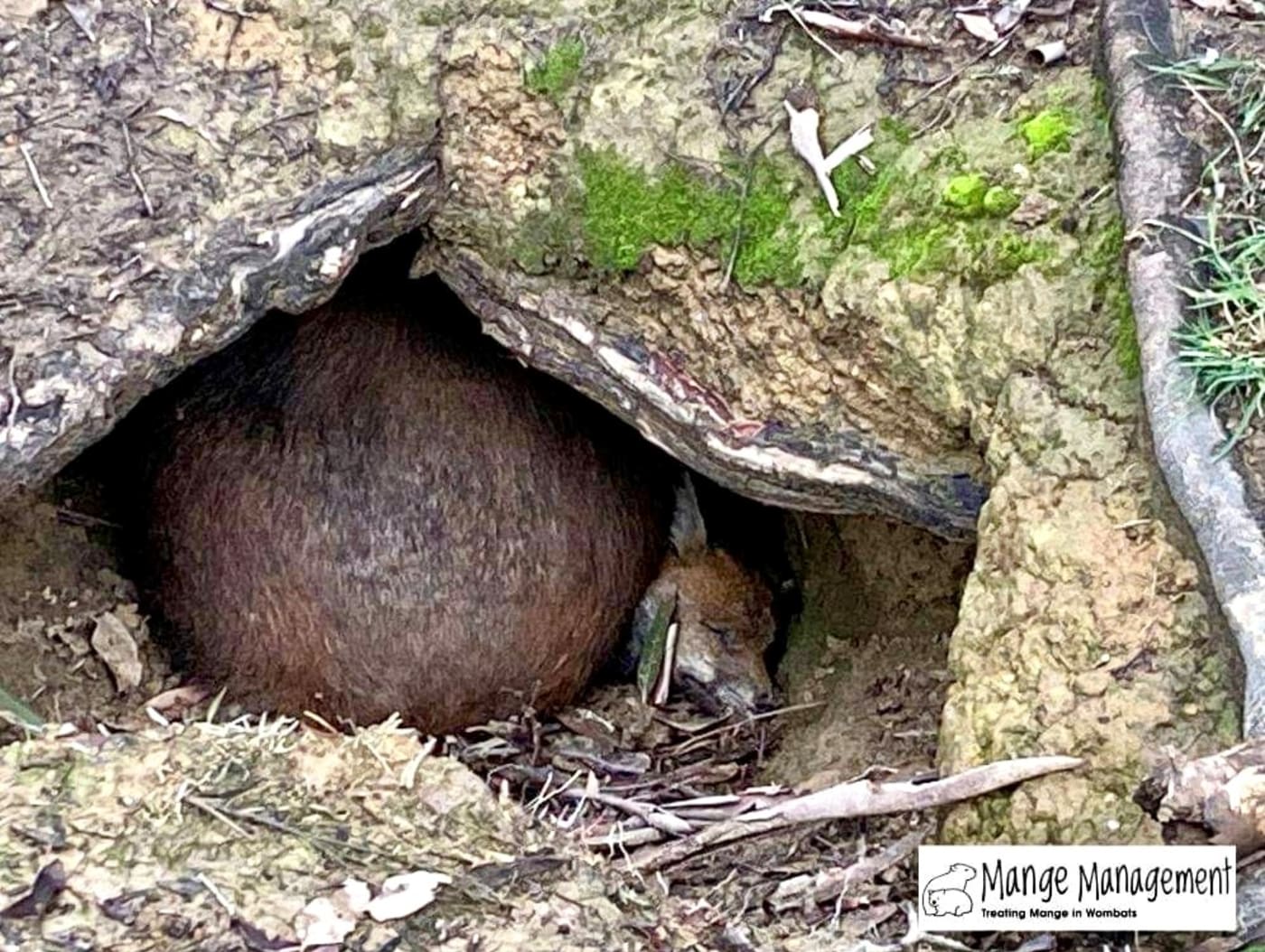 Remarkable images show a wombat sharing its burrow with a fox - WWF-Australia | Remarkable ...