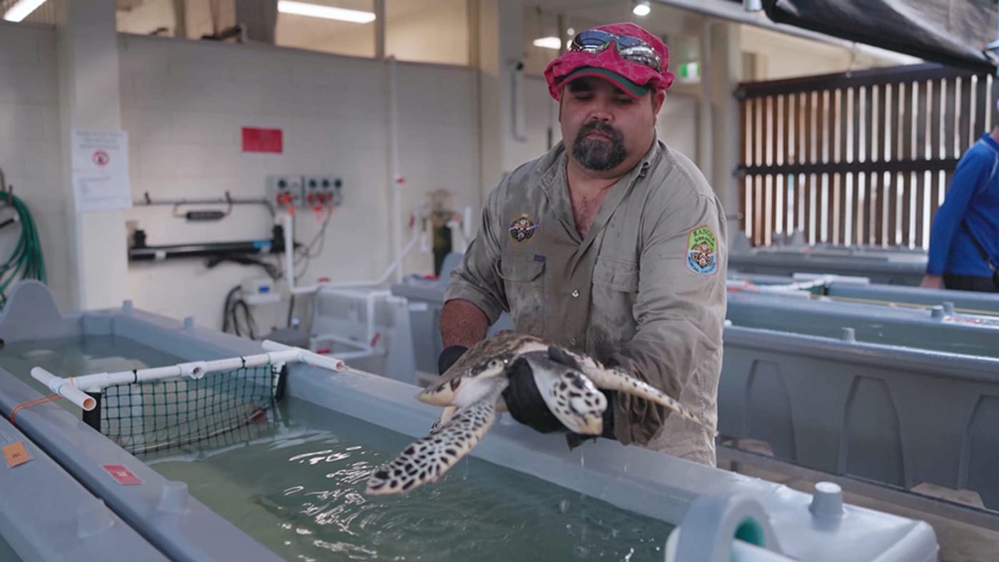 Indigenous Cultural Significance of the Bungaroo (Saltwater Turtle ...