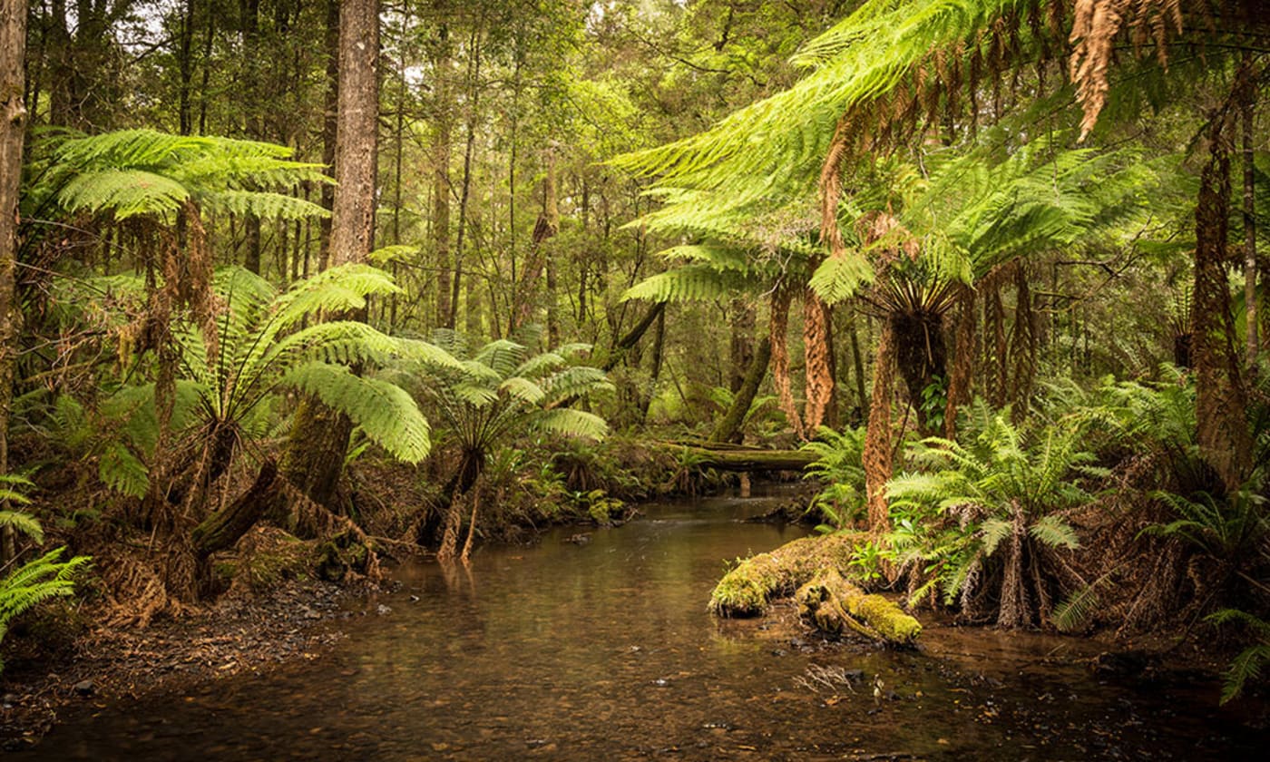 In photos: 15 reasons to head to Tasmania right now | WWF Australia