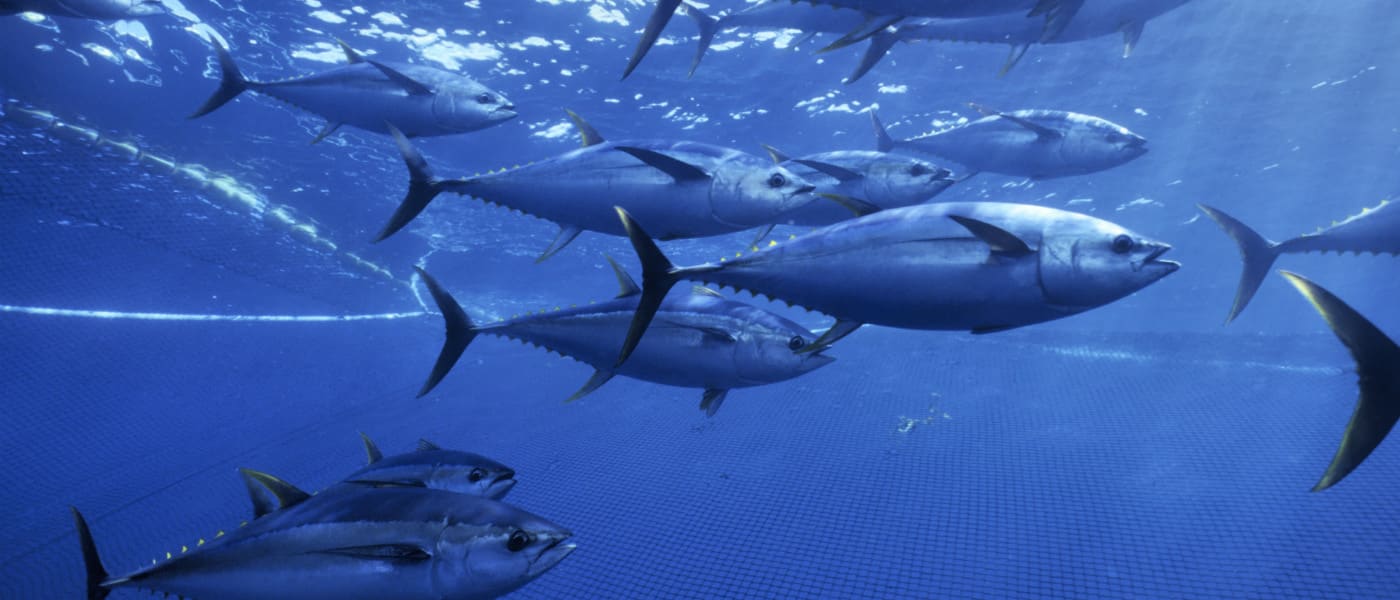 Overfishing - WWF-Australia | Overfishing | WWF Australia