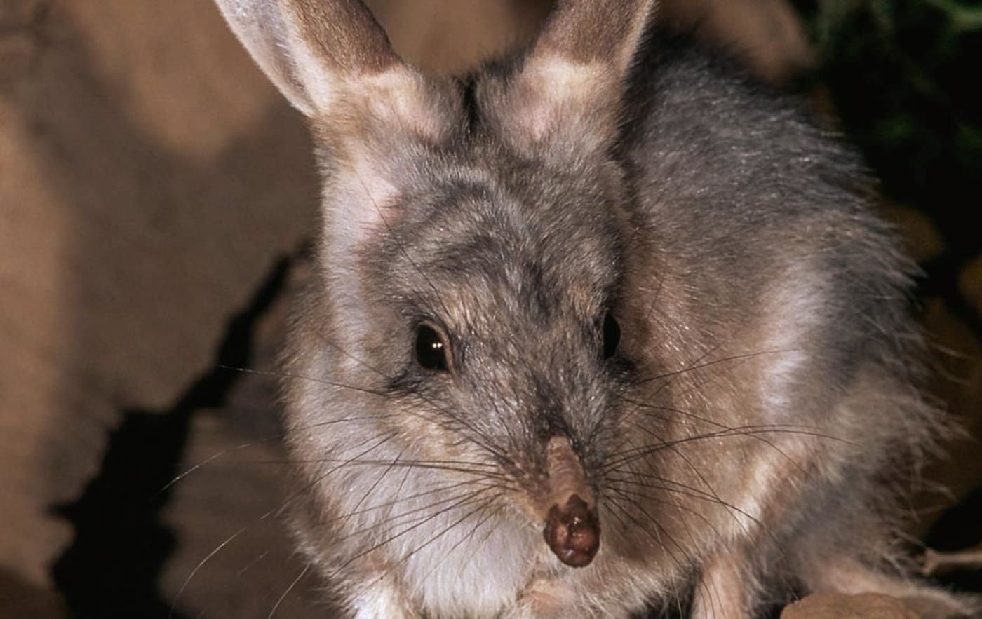 Bilby | WWF Australia