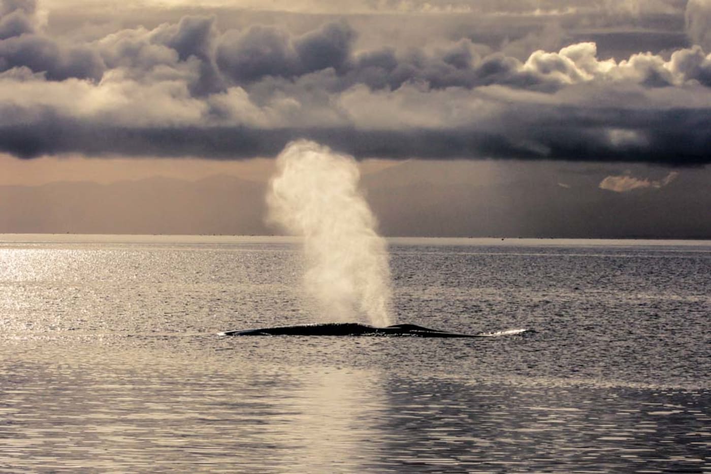 Blue whale | WWF Australia