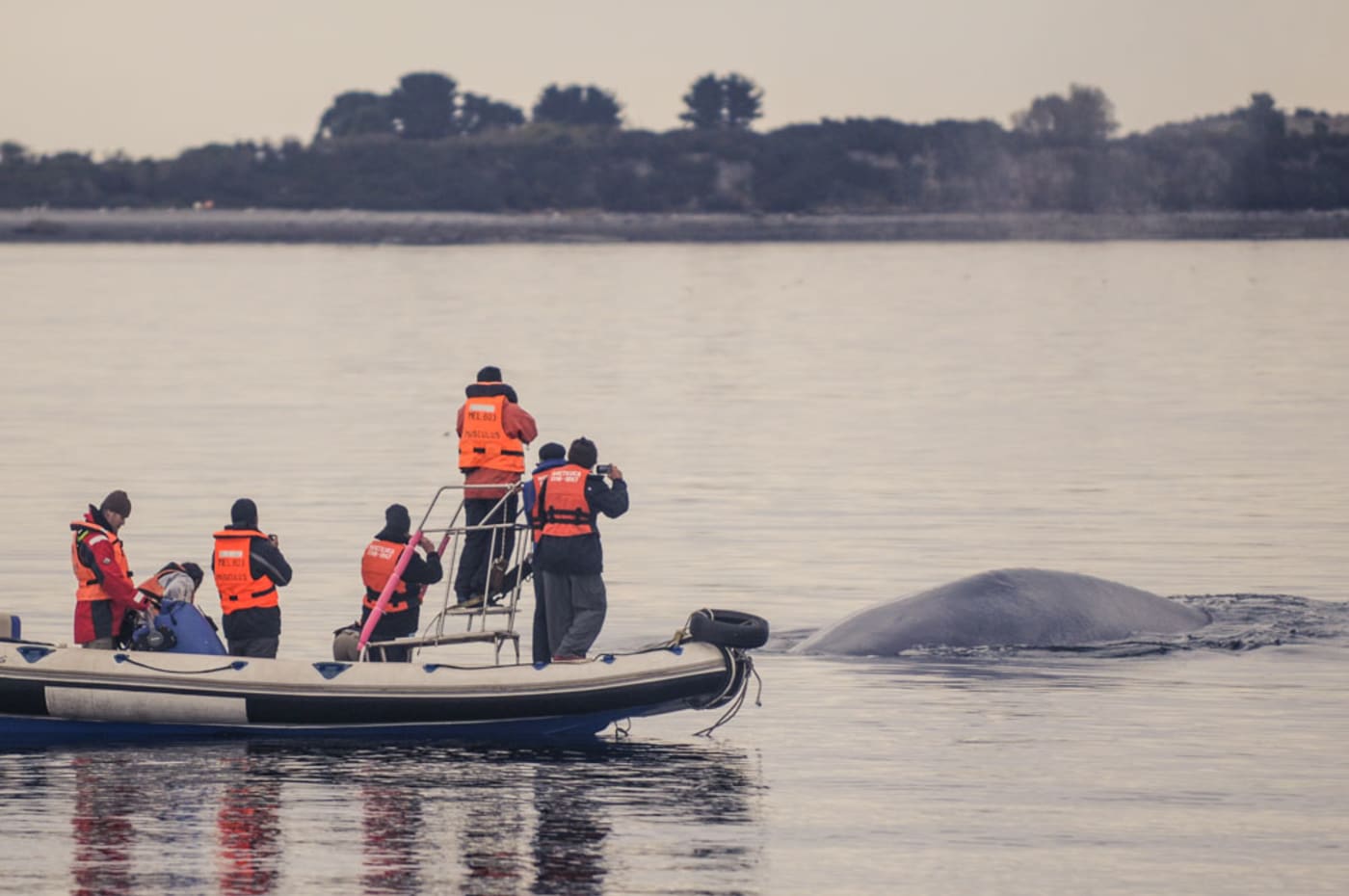 Blue whale | WWF Australia