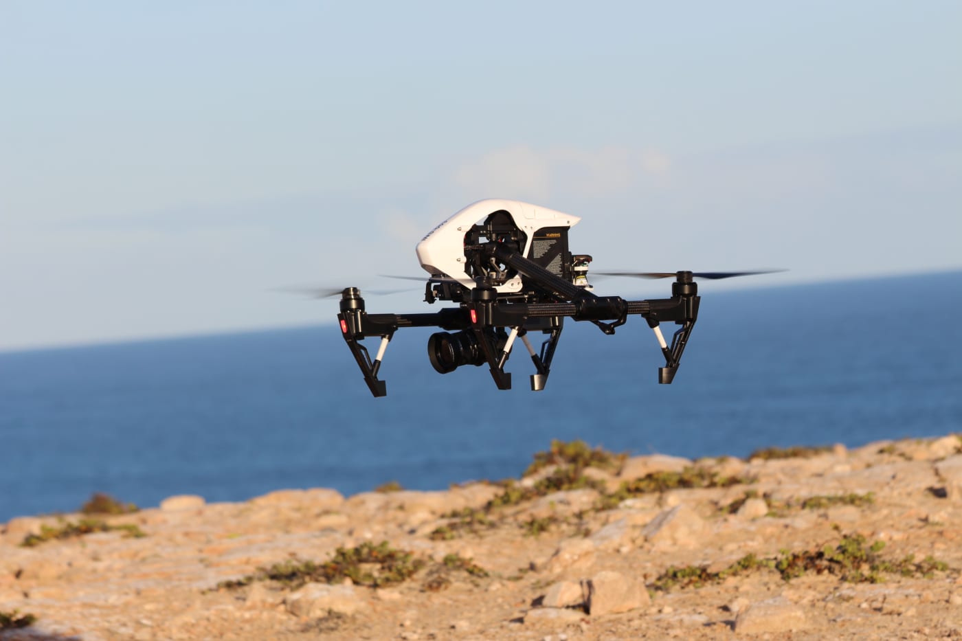 Southern right whale - WWF-Australia | Southern right whale | WWF Australia