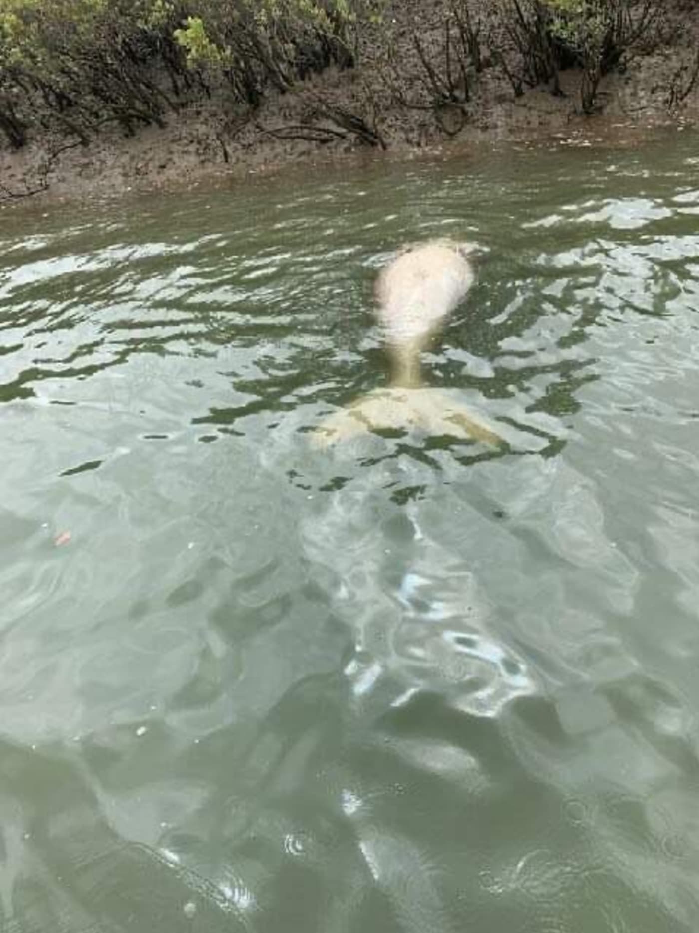 Four dead dugongs in Queensland “tragic and highly suspicious” | Four ...