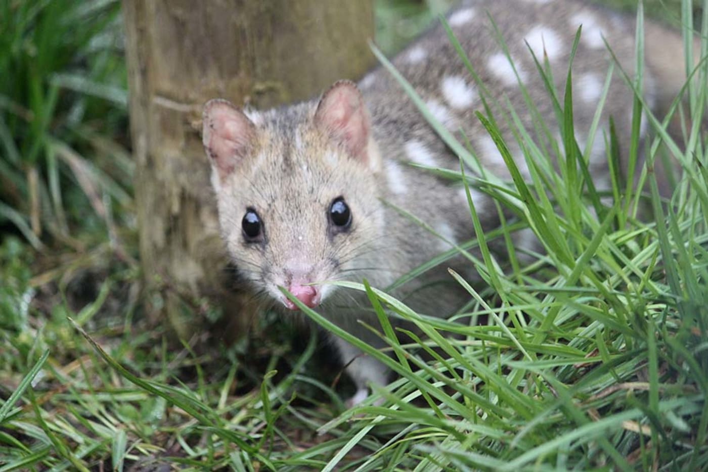 Rewilding Australia - WWF-Australia | Rewilding Australia | WWF Australia